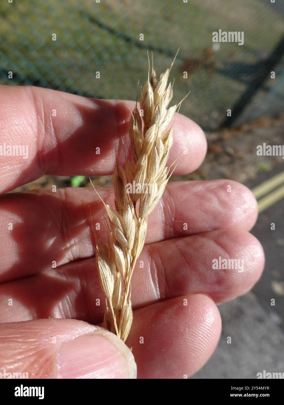 common soft brome (Bromus hordeaceus) Plantae Stock Photo - Alamy