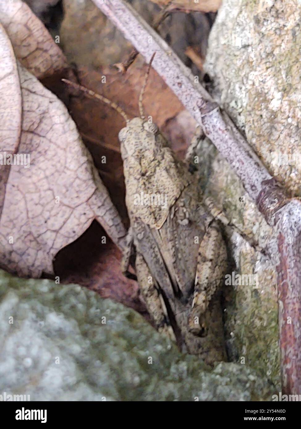 Carolina Grasshopper (Dissosteira carolina) Insecta Stock Photo - Alamy