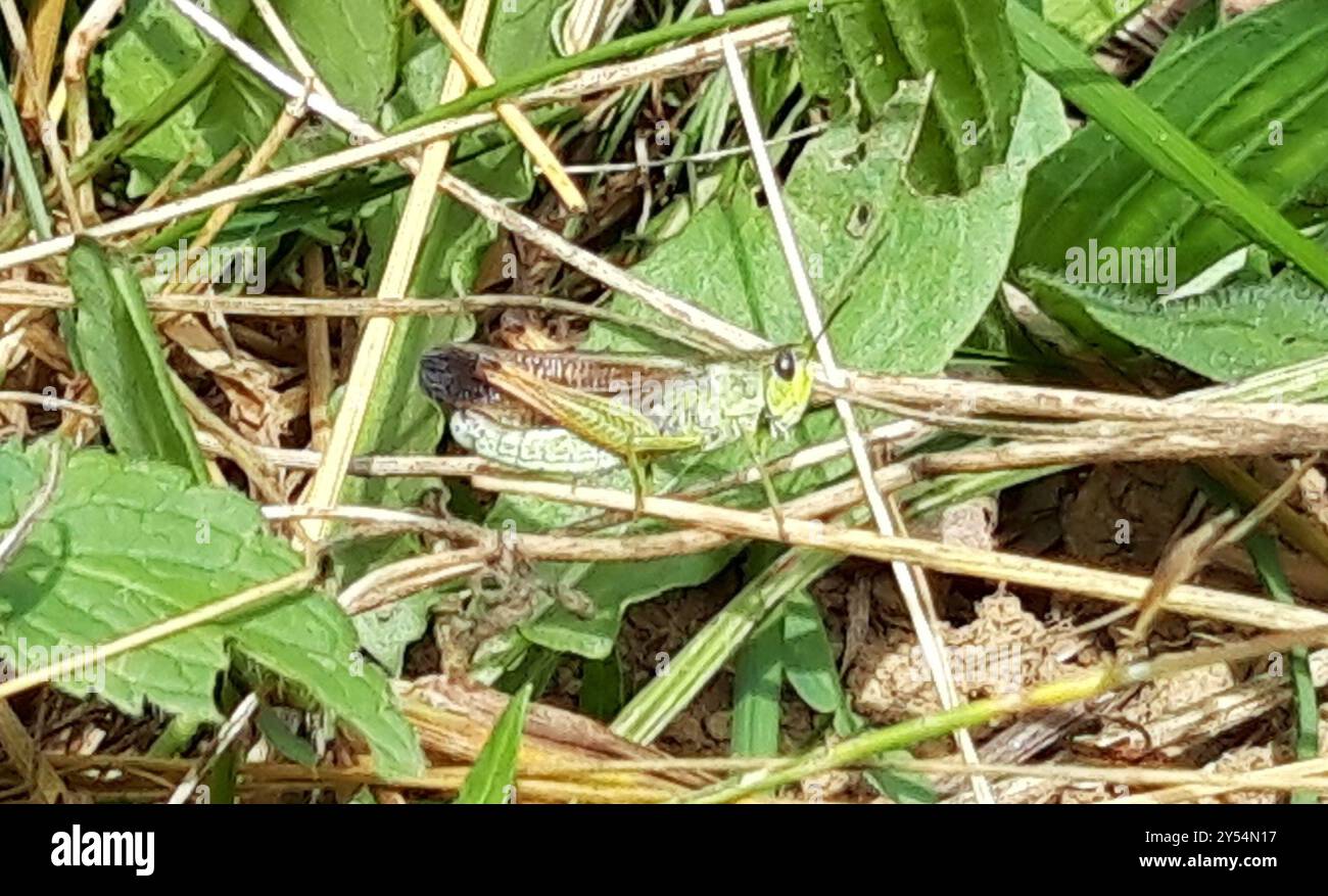 Ladder Grasshopper (Stauroderus scalaris) Insecta Stock Photo - Alamy