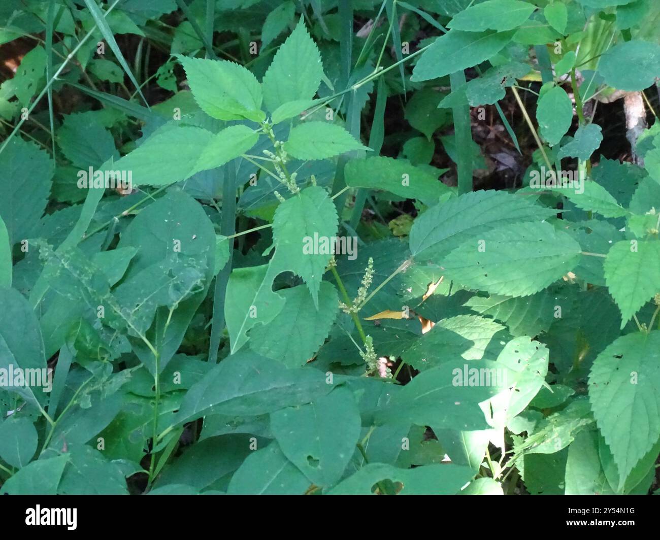 false nettle (Boehmeria cylindrica) Plantae Stock Photo - Alamy