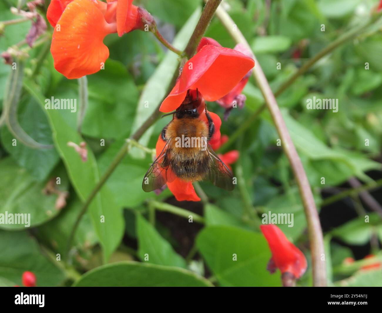 Common Carder Bumble Bee (Bombus pascuorum) Insecta Stock Photo - Alamy