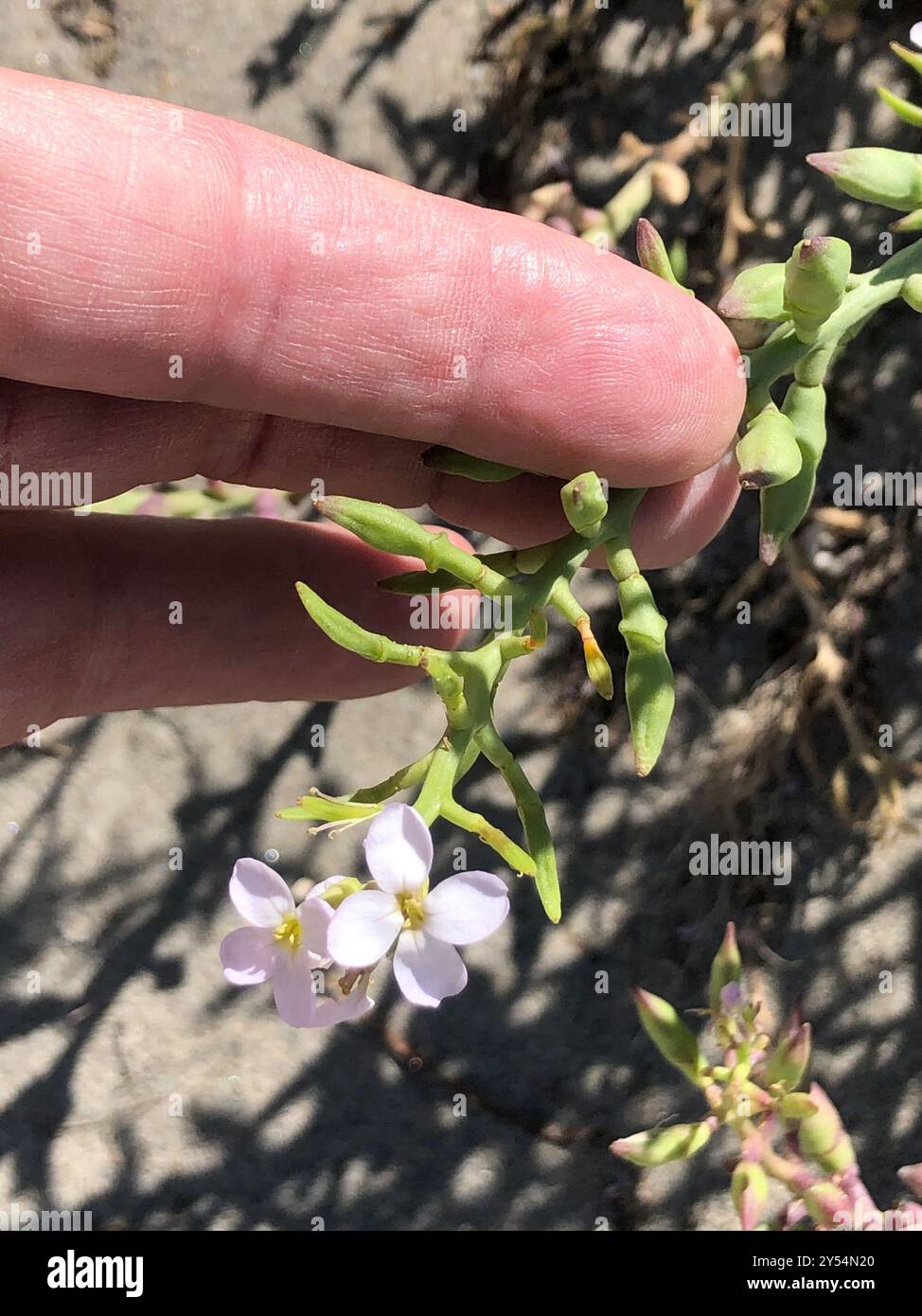 European Searocket (Cakile maritima) Plantae Stock Photo - Alamy