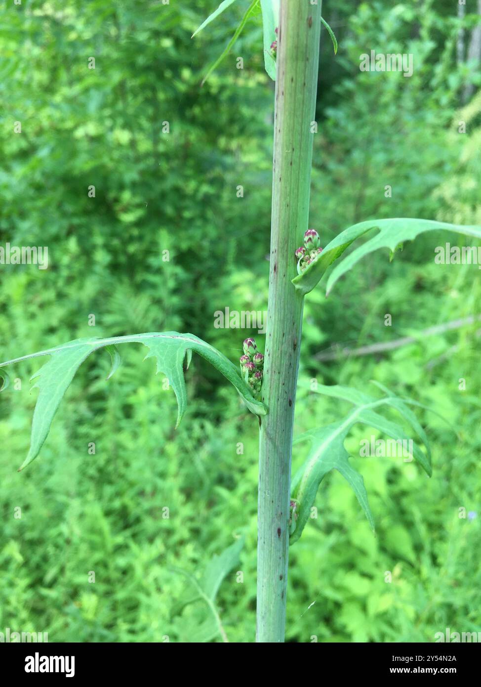 tall blue lettuce (Lactuca biennis) Plantae Stock Photo - Alamy