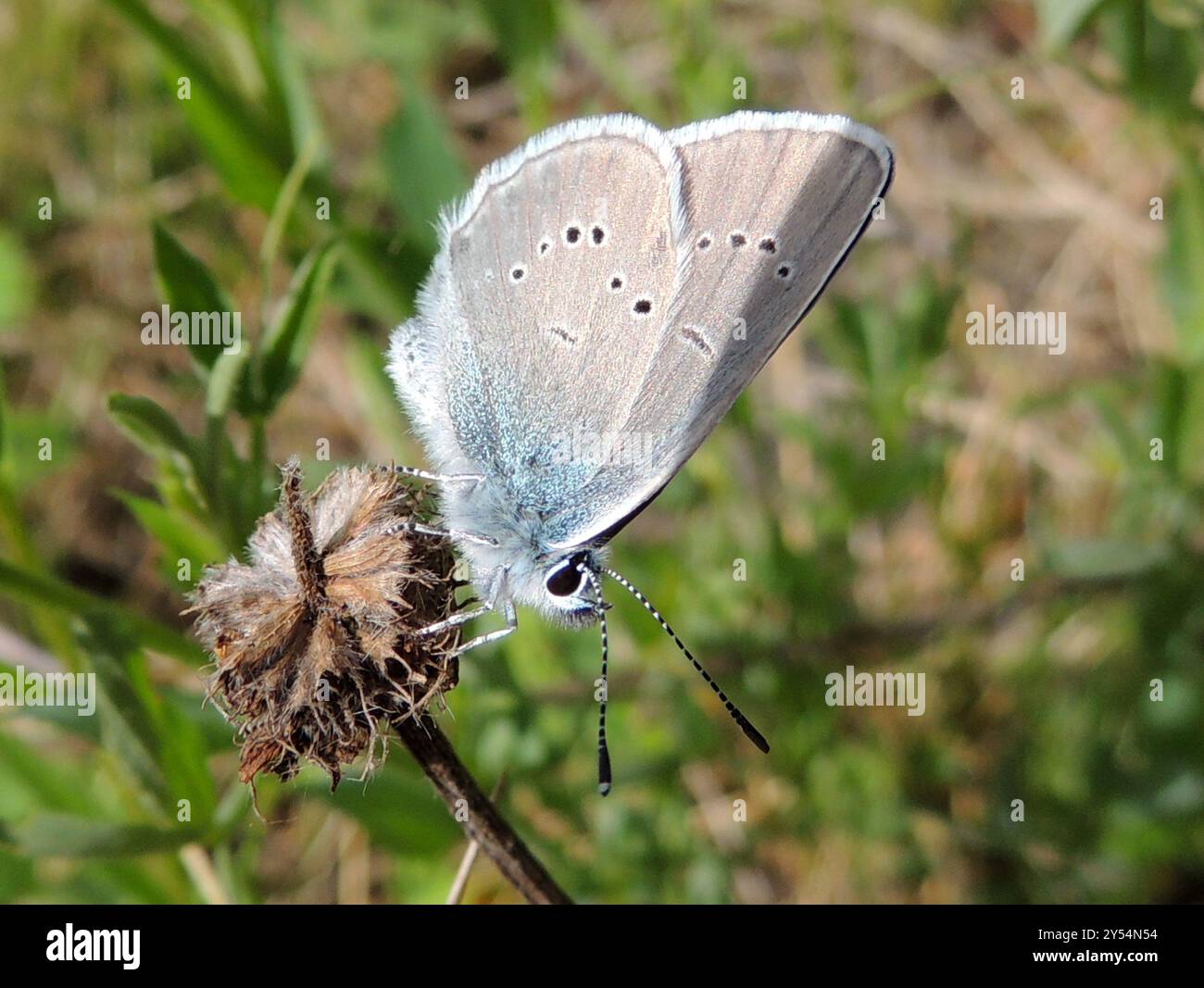 Mazarine Blue (Cyaniris semiargus) Insecta Stock Photo - Alamy