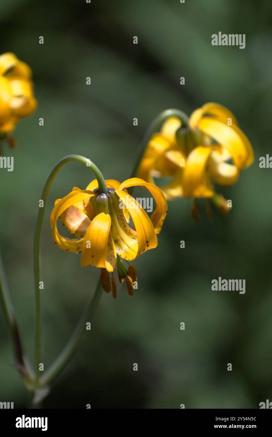 Columbia lily (Lilium columbianum) Plantae Stock Photo - Alamy