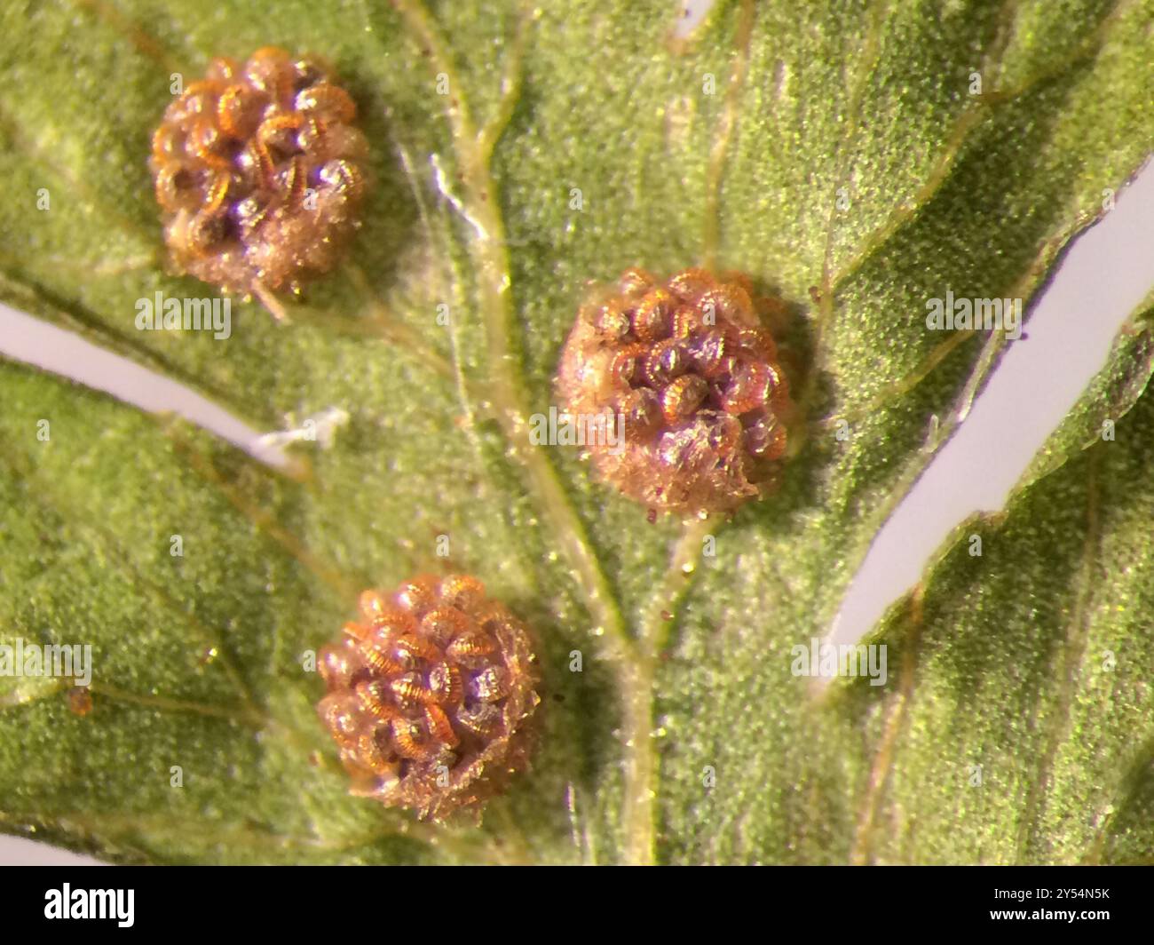 bulblet fern (Cystopteris bulbifera) Plantae Stock Photo - Alamy