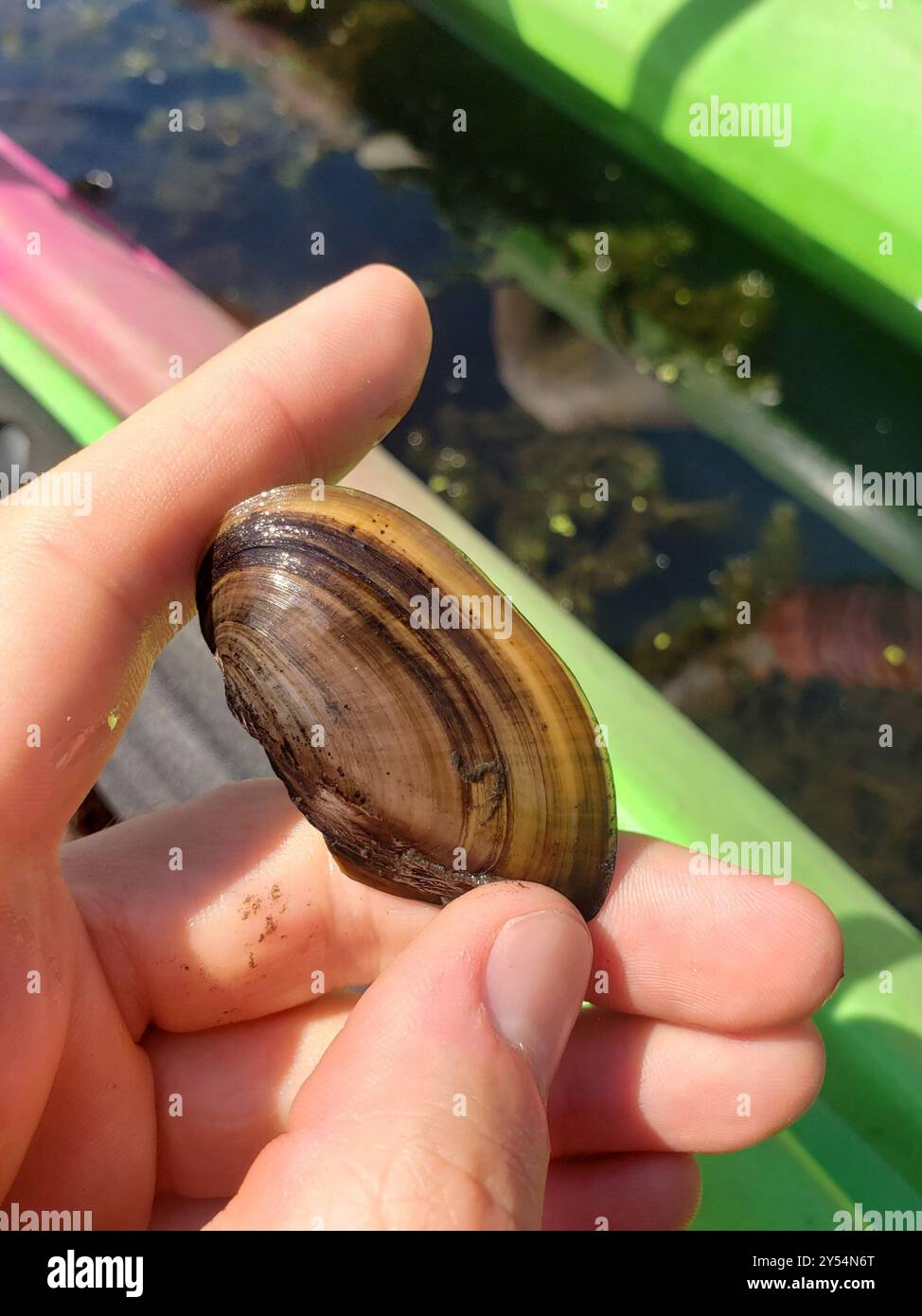 Eastern Floater (Pyganodon cataracta) Mollusca Stock Photo - Alamy