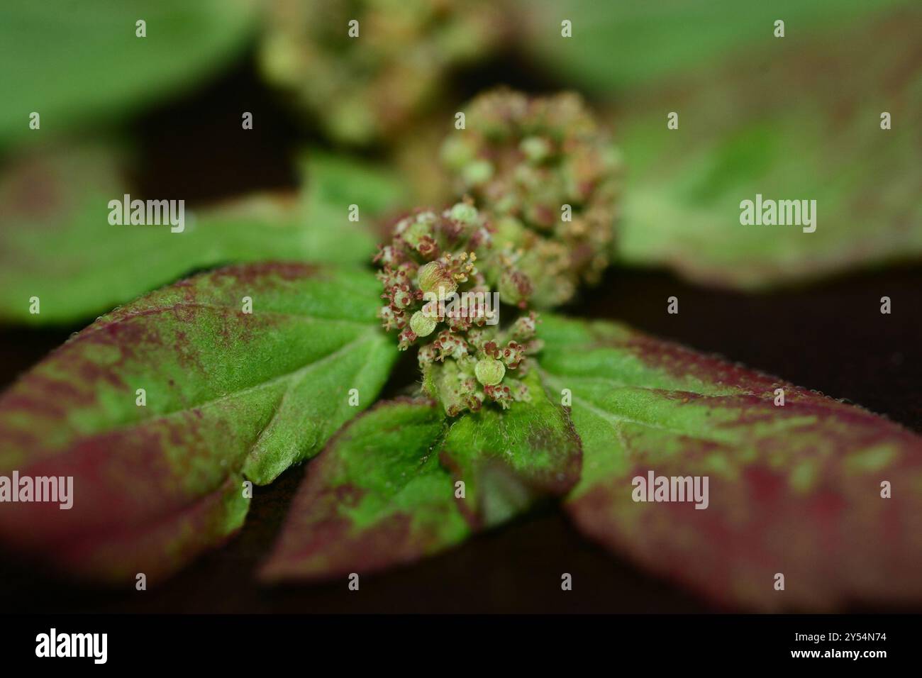 Asthma plant (Euphorbia hirta) Plantae Stock Photo - Alamy