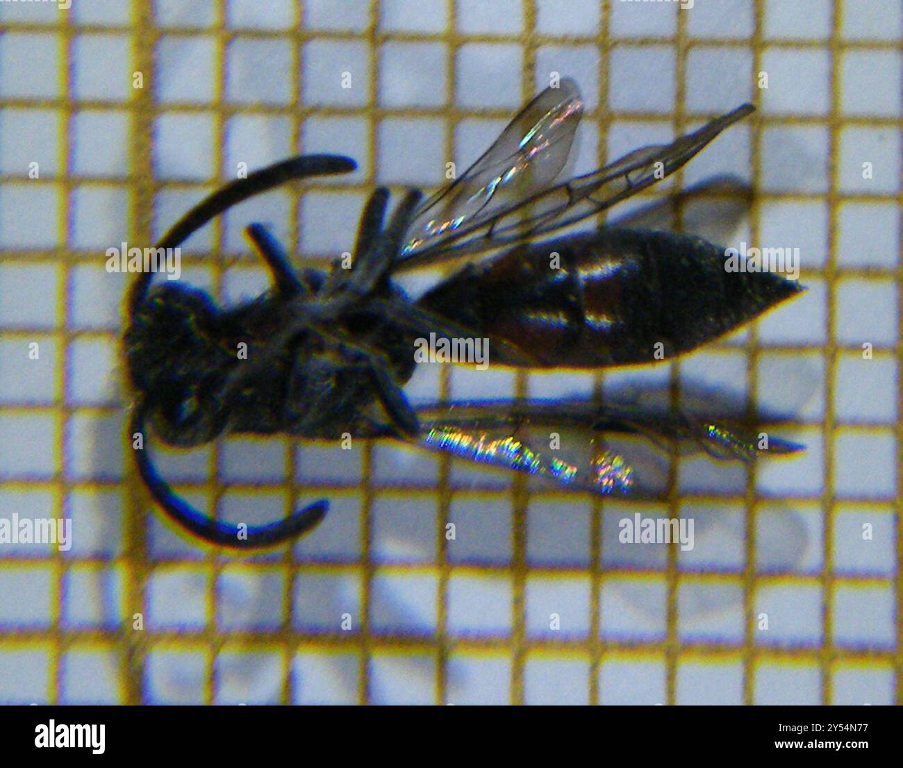 Five-spotted Club-horned Wasp (Sapyga quinquepunctata) Insecta Stock ...