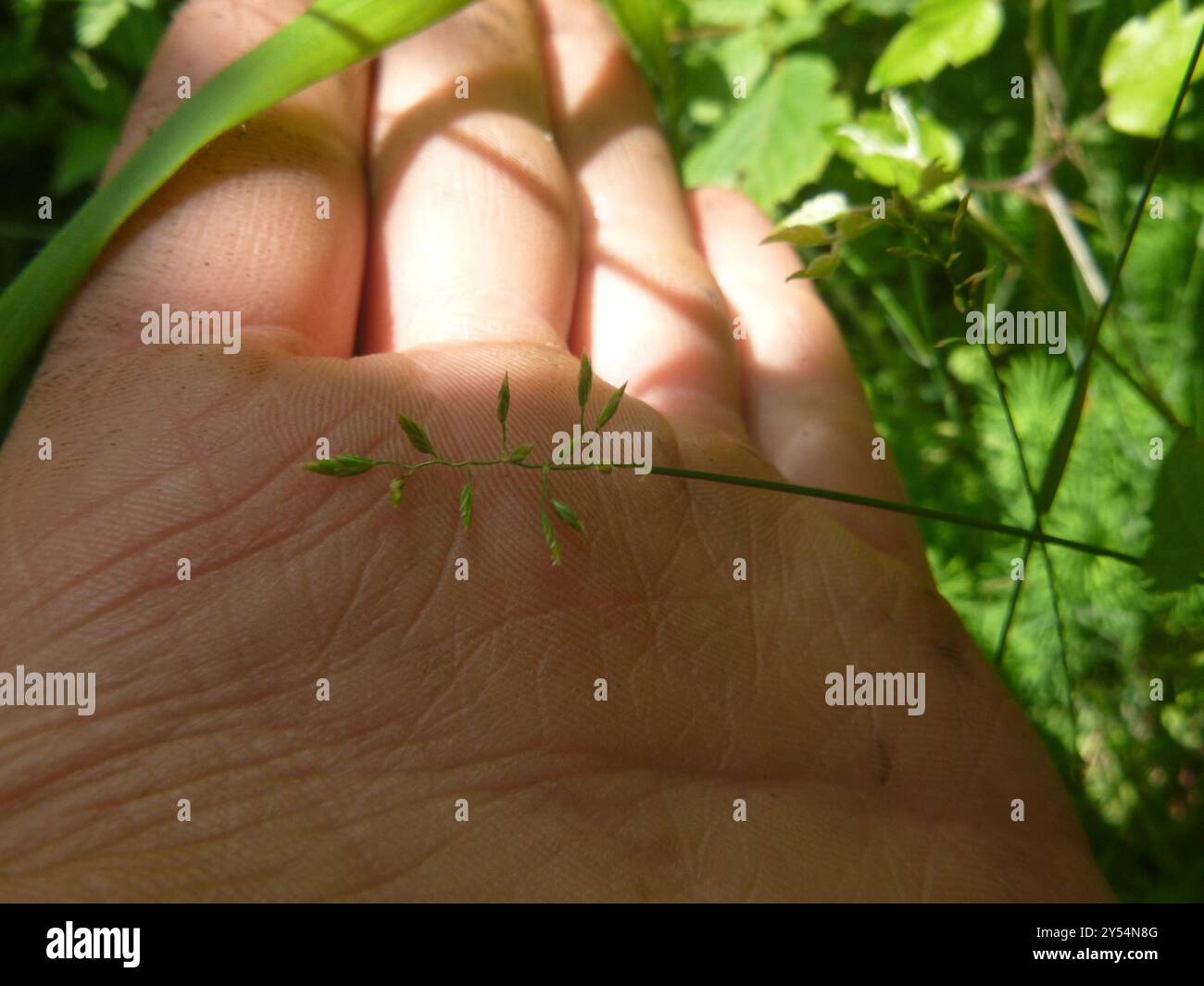 Canada bluegrass (Poa compressa) Plantae Stock Photo - Alamy