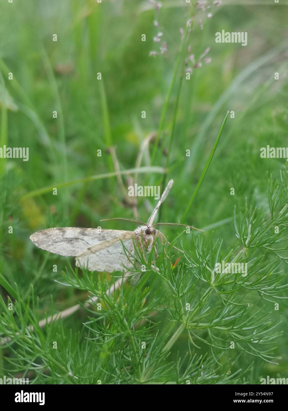 Mottled Beauty (Alcis repandata) Insecta Stock Photo - Alamy