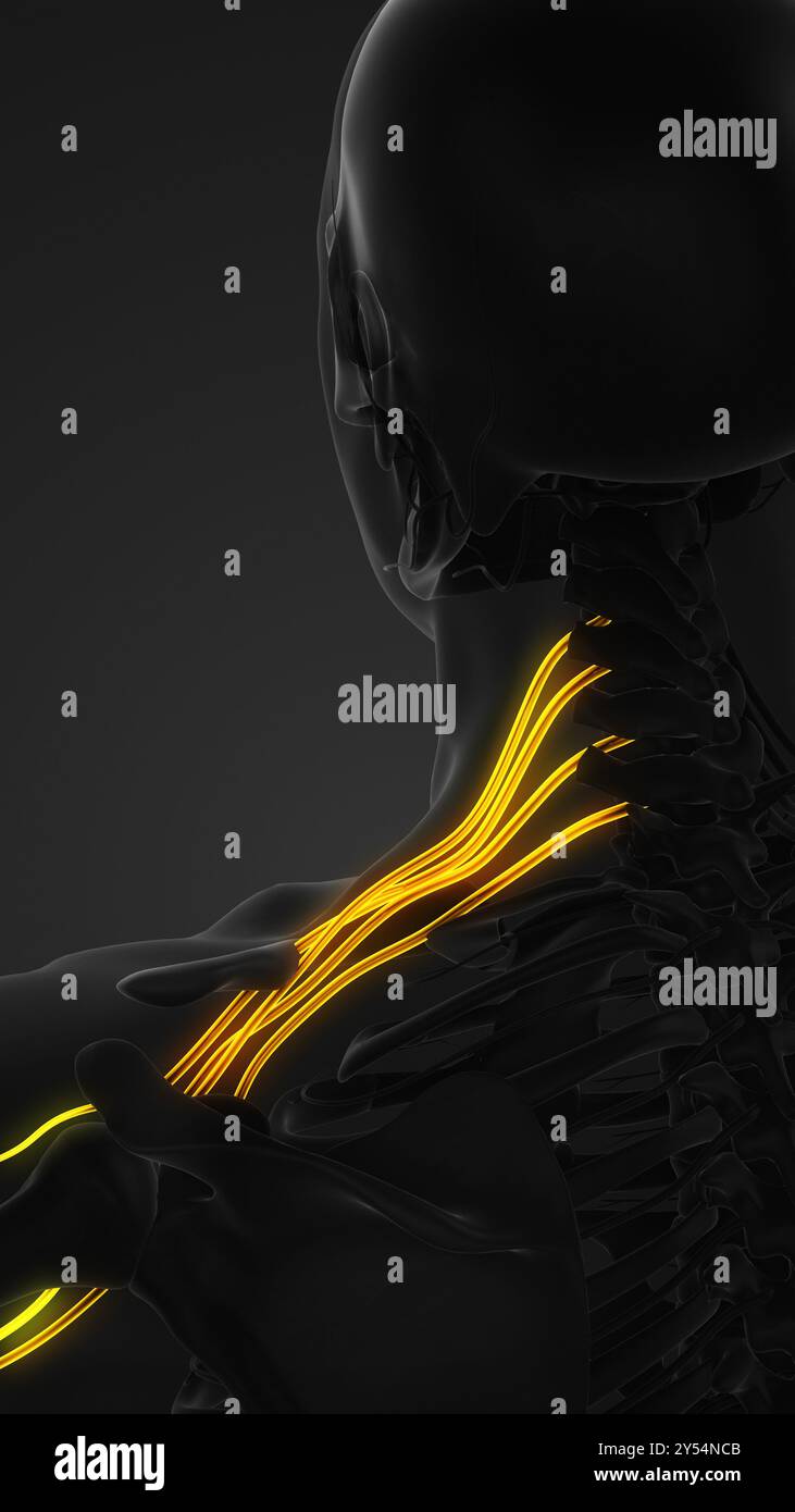 Brachial plexus network of nerves in the shoulder structure Stock Photo ...