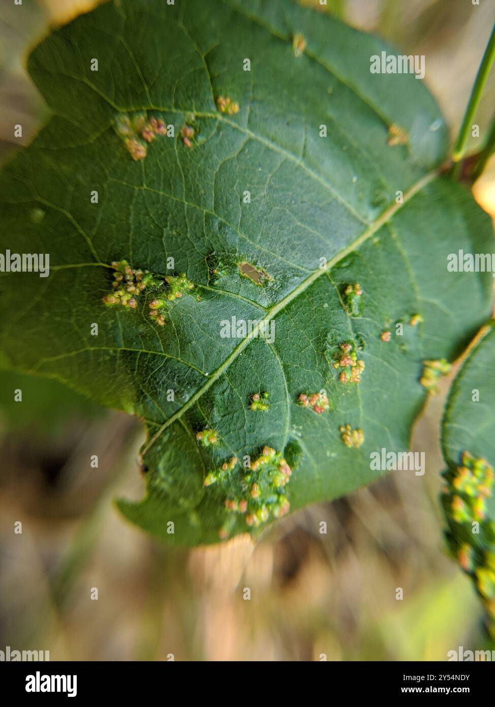 Poison Ivy Leaf Mite (Aculops rhois) Arachnida Stock Photo - Alamy