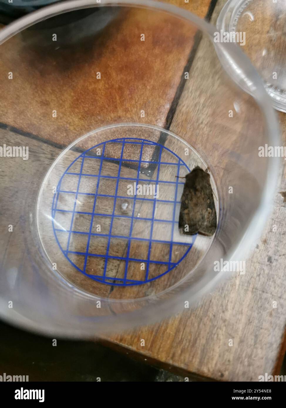 Square-spot Rustic (Xestia xanthographa) Insecta Stock Photo - Alamy