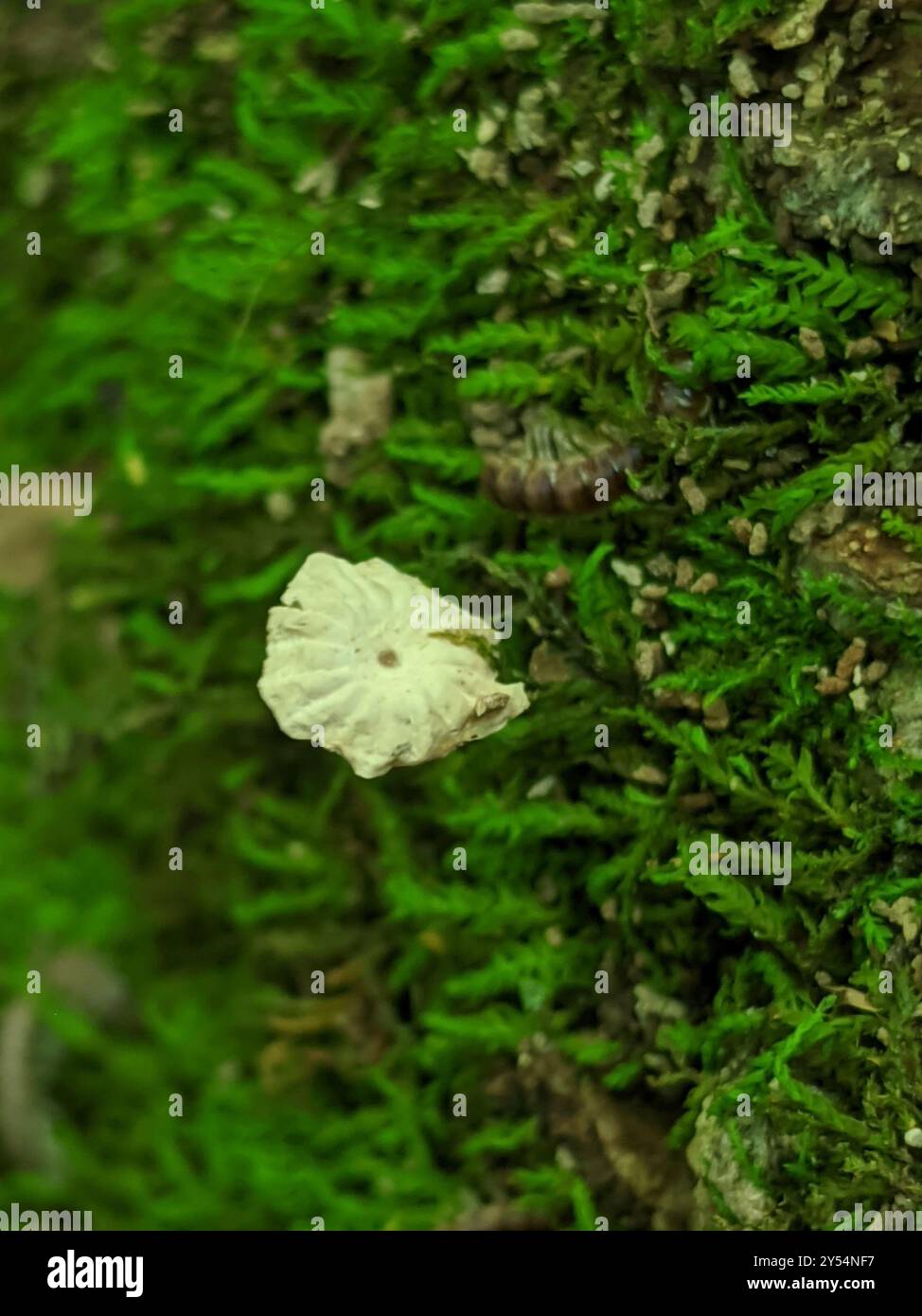 pinwheels and parachute mushrooms (Marasmius) Fungi Stock Photo - Alamy