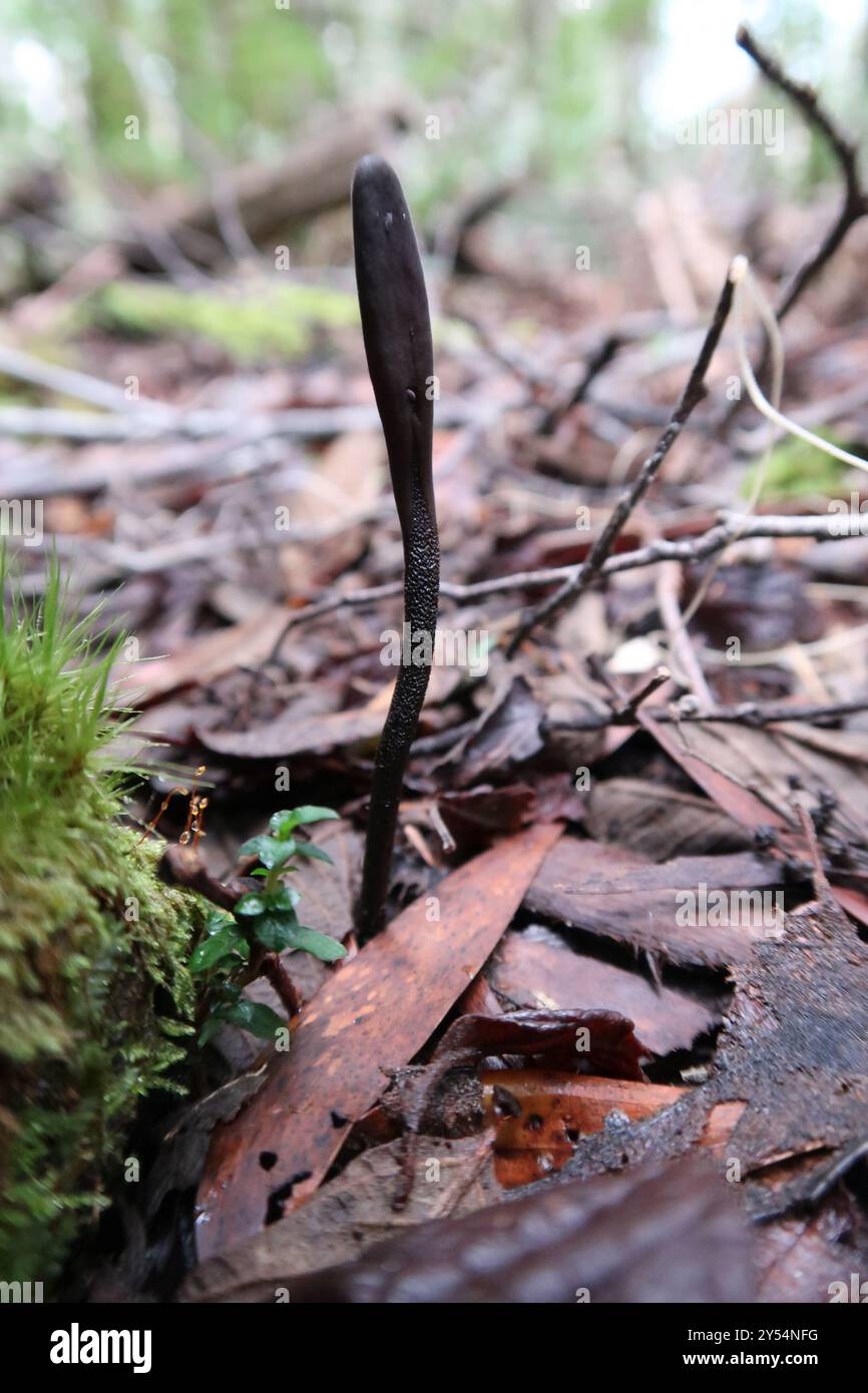 Earth Tongues (Geoglossum) Fungi Stock Photo - Alamy