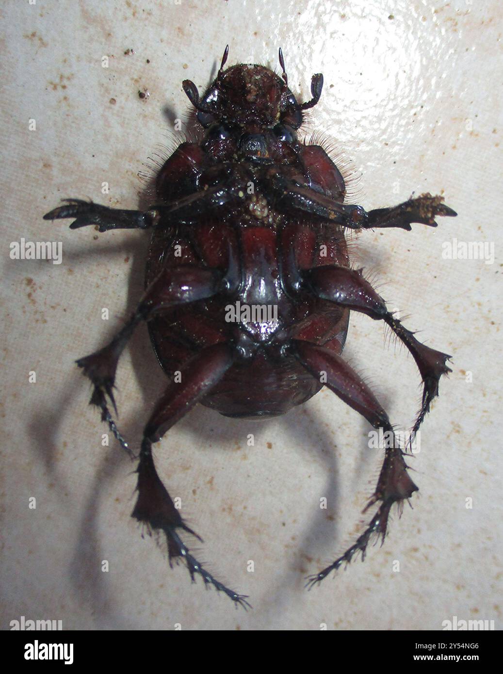 Giant Dung Beetles (Heliocopris) Insecta Stock Photo - Alamy