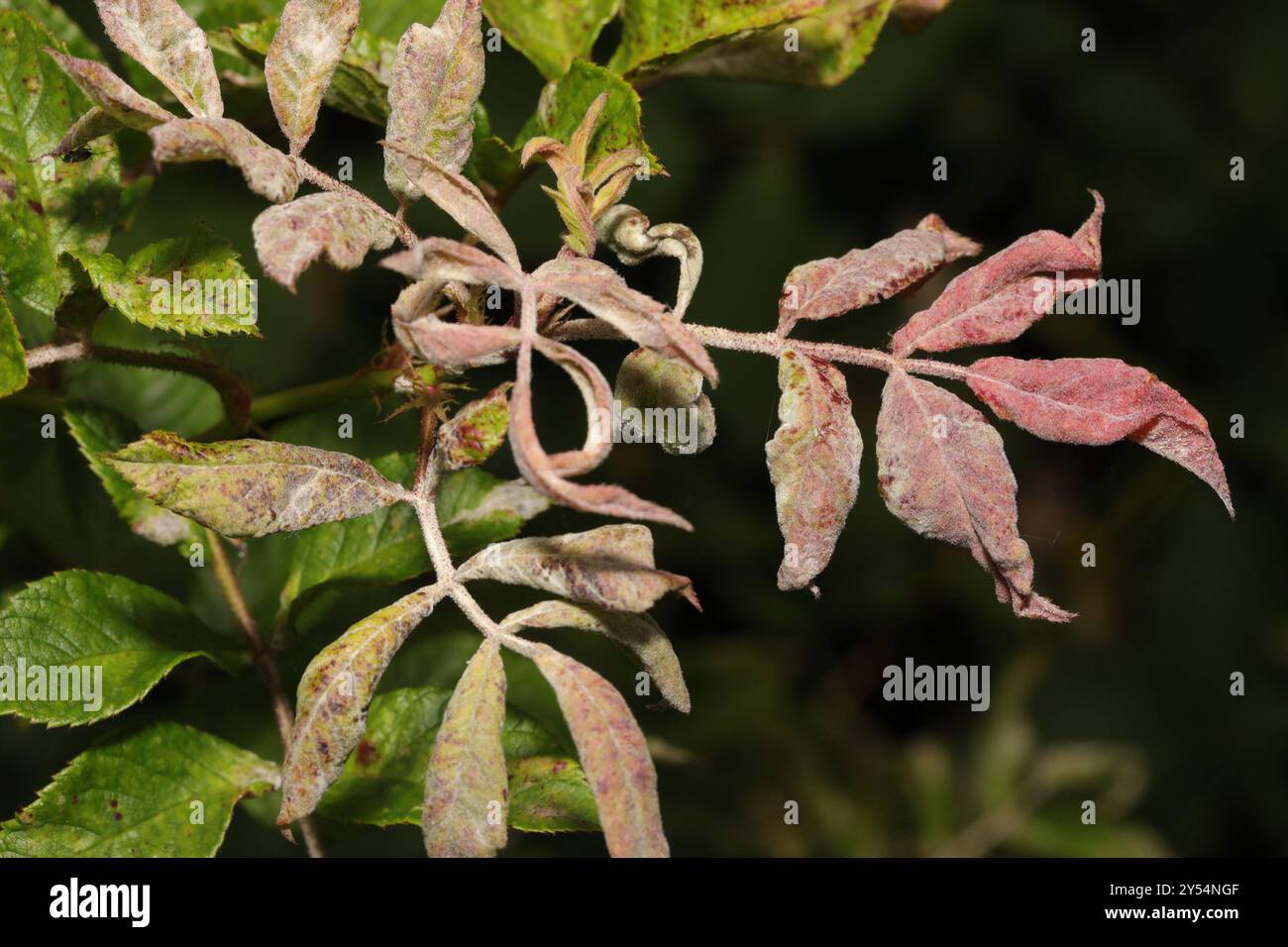 Rose Powdery Mildew (Podosphaera pannosa) Fungi Stock Photo - Alamy