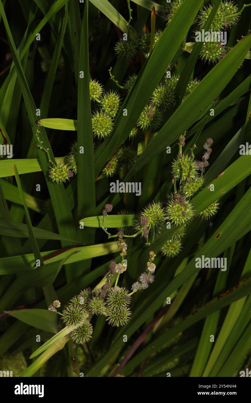 Branched Bur-reed (Sparganium erectum) Plantae Stock Photo - Alamy