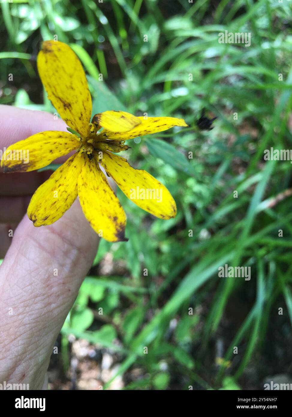 Greater Tickseed (Coreopsis major) Plantae Stock Photo - Alamy
