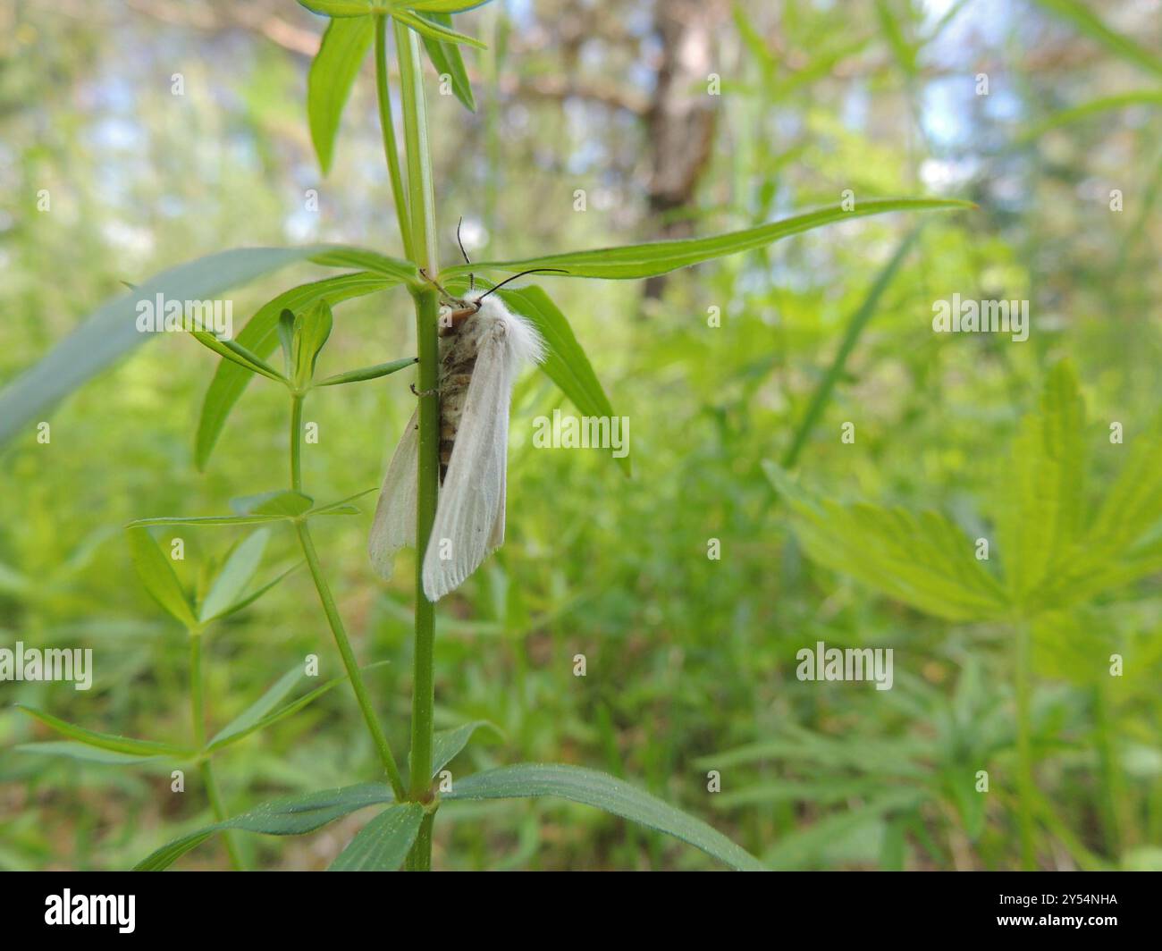 Water Ermine (Spilosoma urticae) Insecta Stock Photo - Alamy