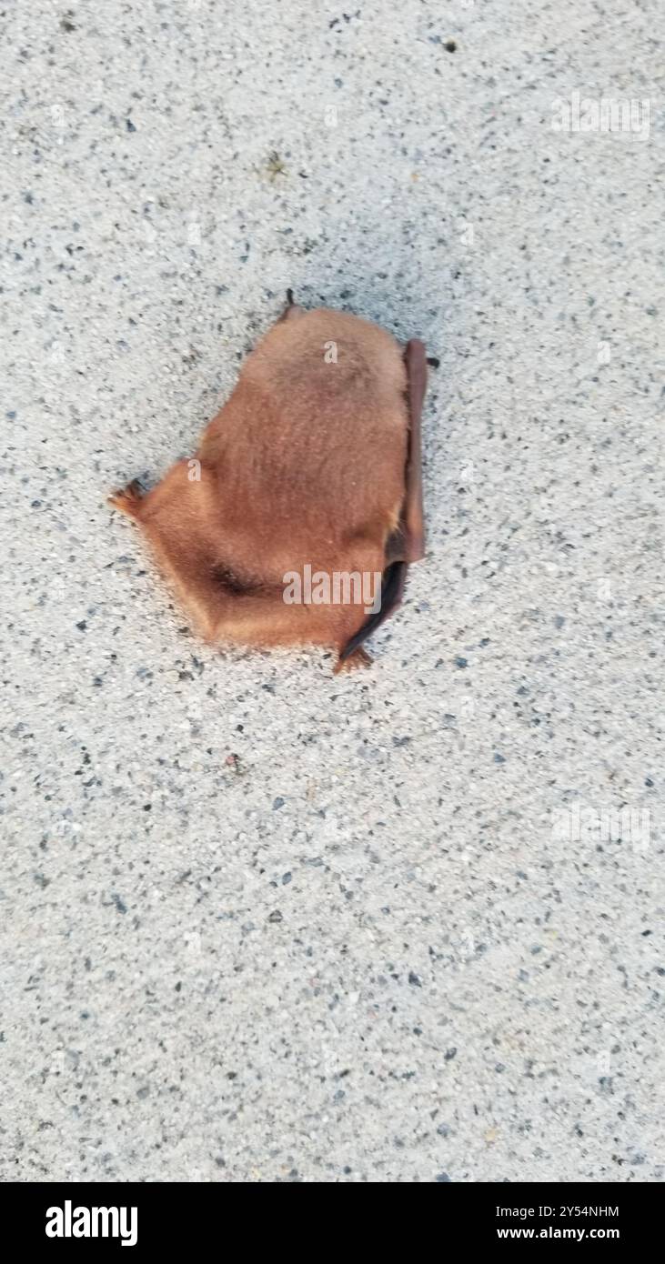 Eastern Red Bat (Lasiurus borealis) Mammalia Stock Photo - Alamy