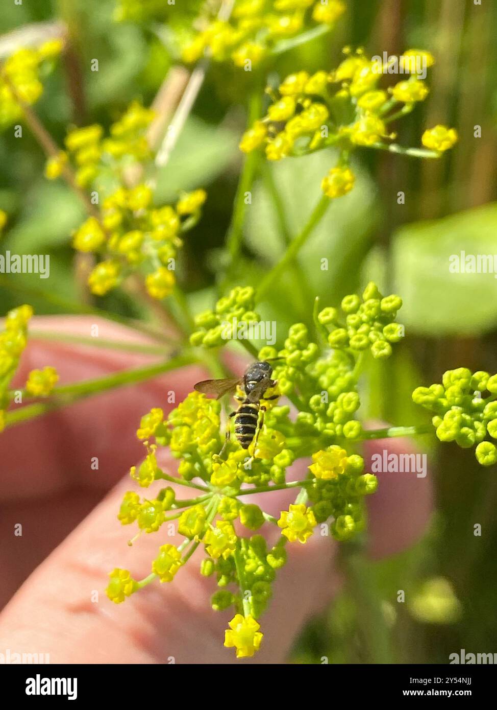 Typical Weevil Wasps and Allies (Cerceris) Insecta Stock Photo - Alamy