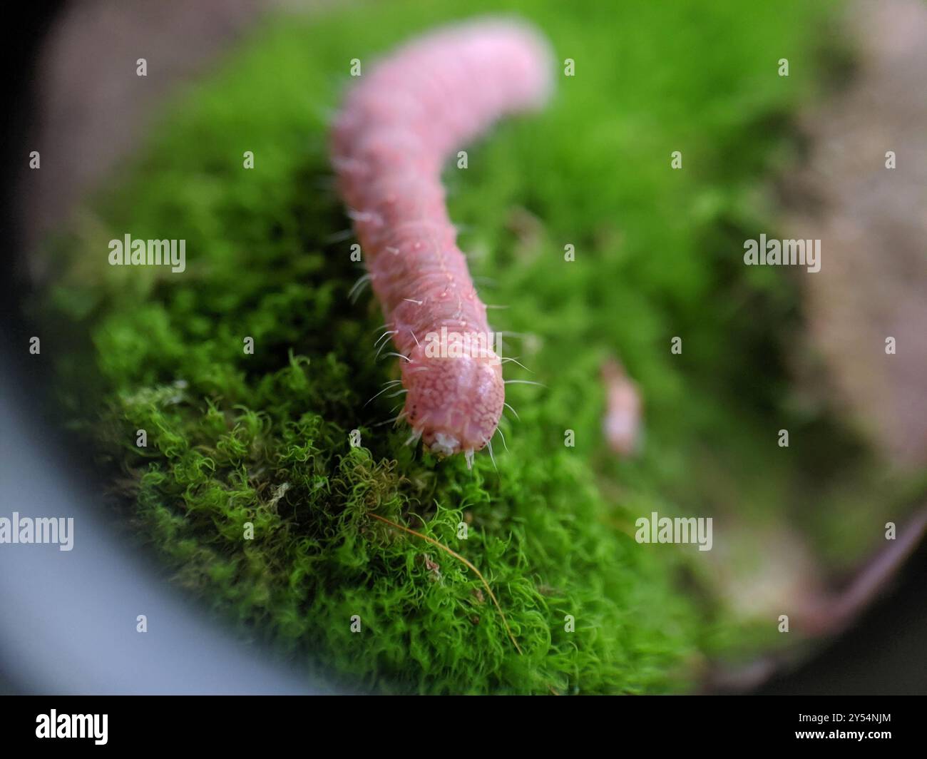 Eclipsed and Cryptic Oak Daggers (Acronicta increta) Insecta Stock ...