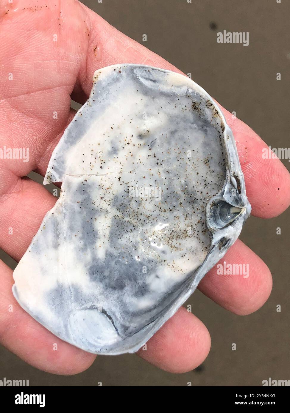 Dish Surfclam (Mactromeris catilliformis) Mollusca Stock Photo - Alamy
