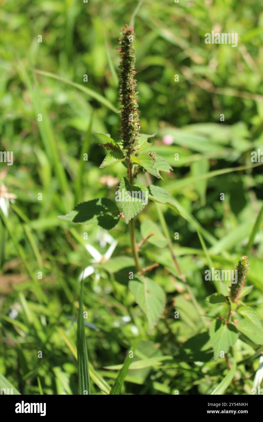 three-seeded mercuries (Acalypha) Plantae Stock Photo - Alamy