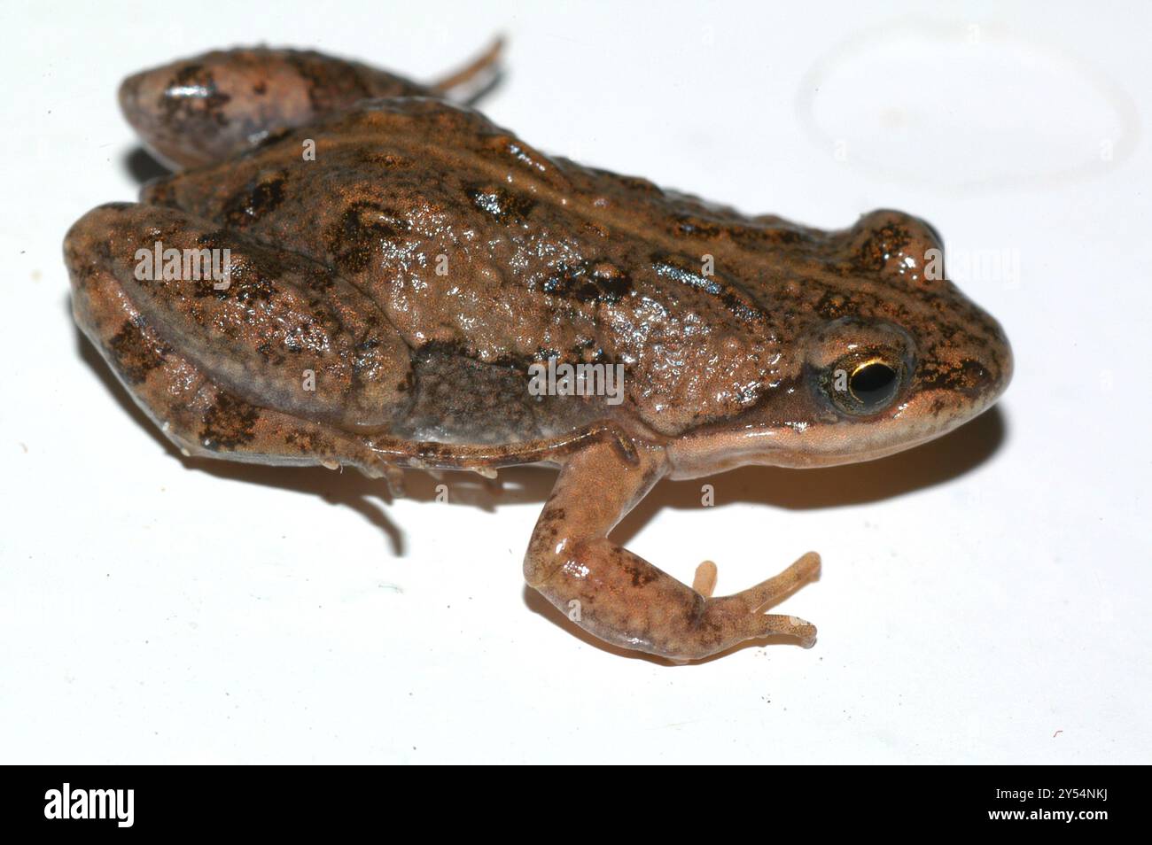Boettger's dainty frog (Cacosternum boettgeri) Amphibia Stock Photo - Alamy