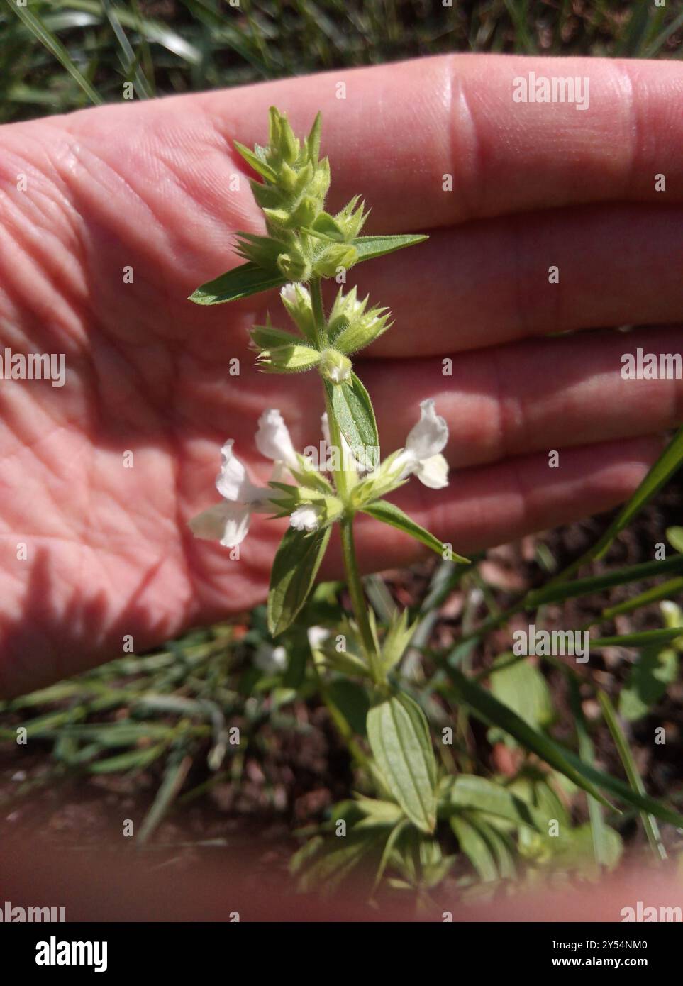 Annual Yellow-woundwort (Stachys annua) Plantae Stock Photo - Alamy