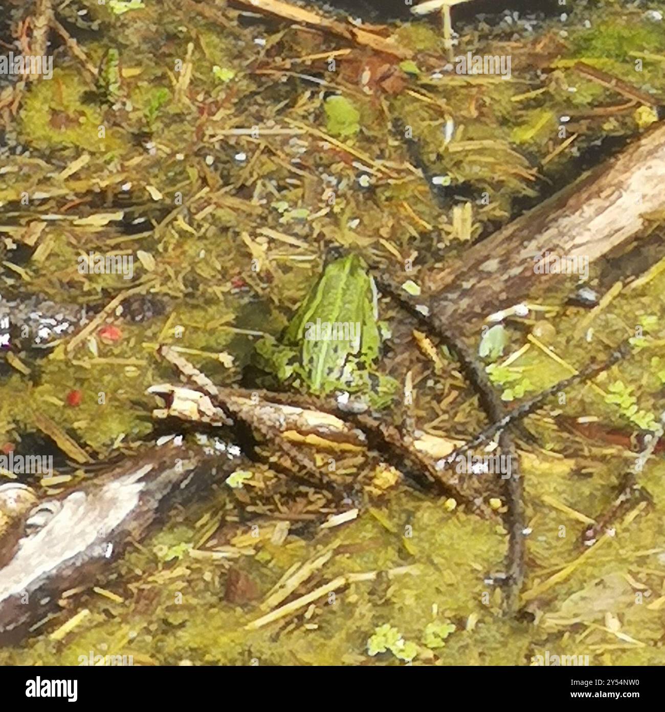Water Frogs (Pelophylax) Amphibia Stock Photo - Alamy