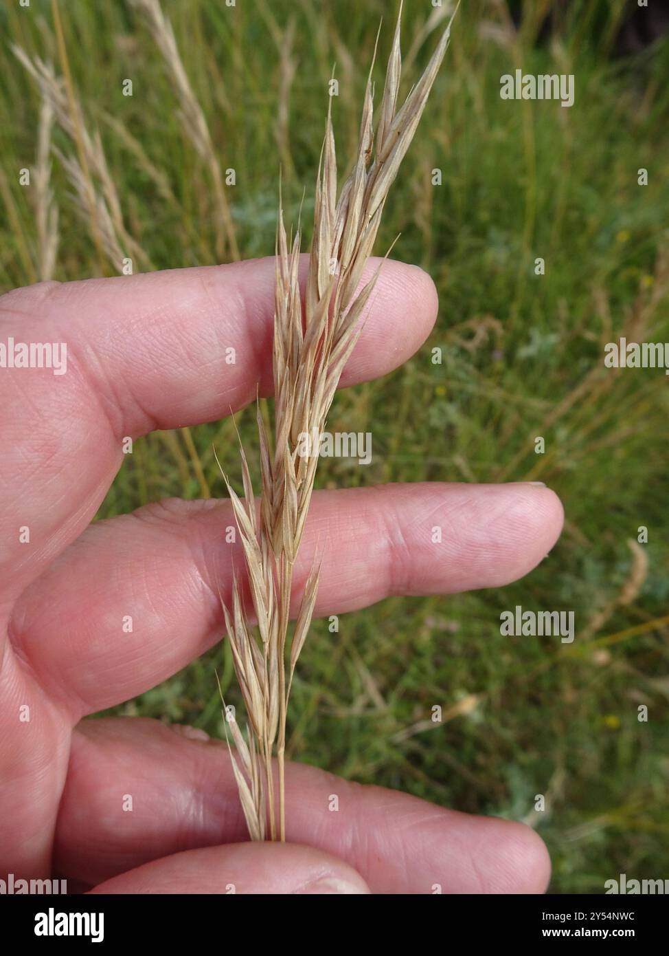 Upright Brome (Bromus erectus) Plantae Stock Photo - Alamy