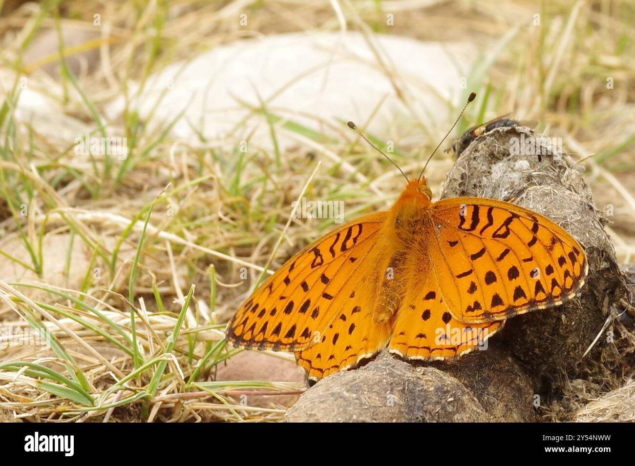 Aphrodite Fritillary (Argynnis aphrodite) Insecta Stock Photo - Alamy