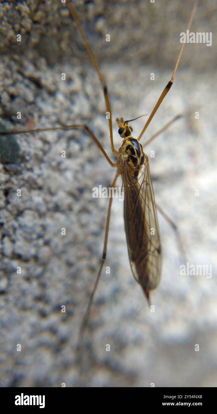 Large Crane Flies (Tipulidae) Insecta Stock Photo - Alamy