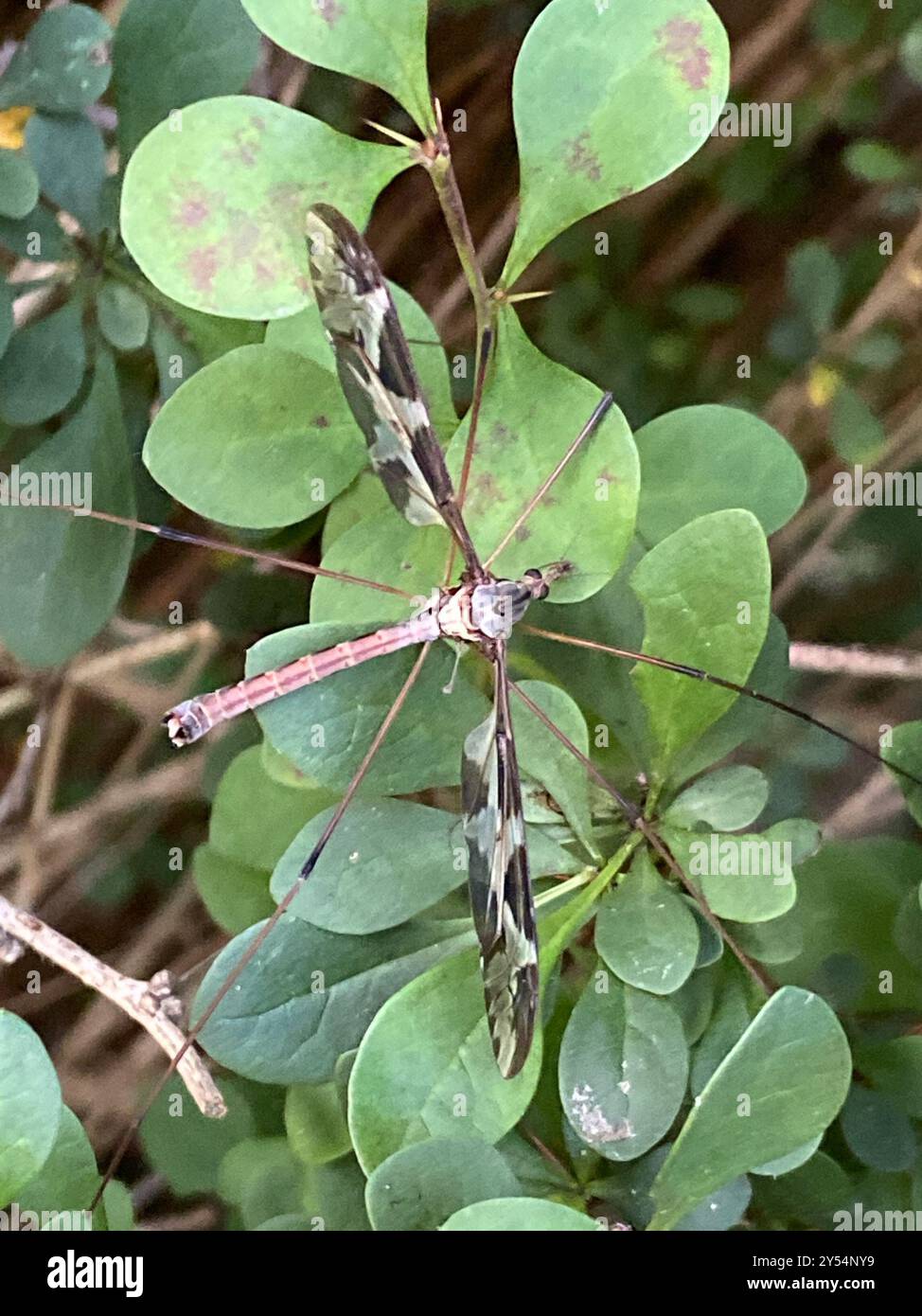 Giant cranefly (Tipula maxima) Insecta Stock Photo - Alamy