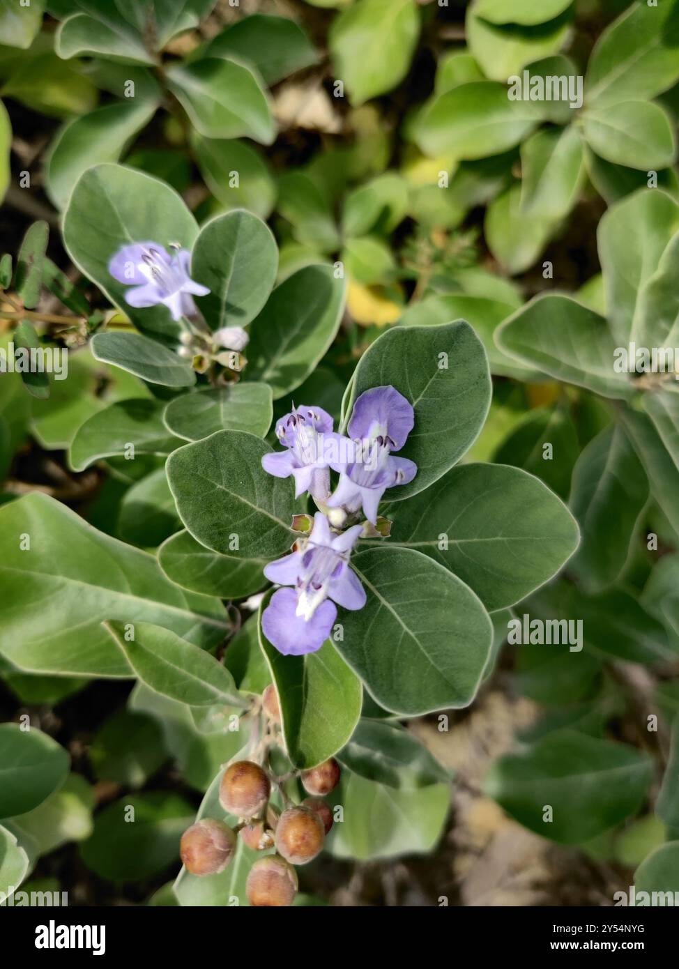 Beach Vitex (Vitex rotundifolia) Plantae Stock Photo - Alamy