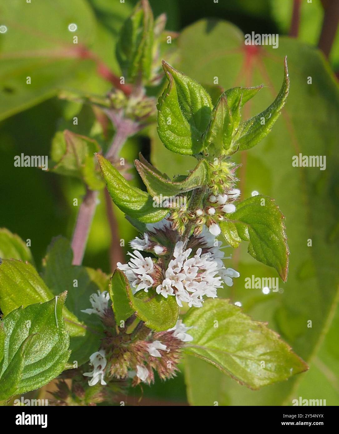 corn mint (Mentha arvensis) Plantae Stock Photo - Alamy