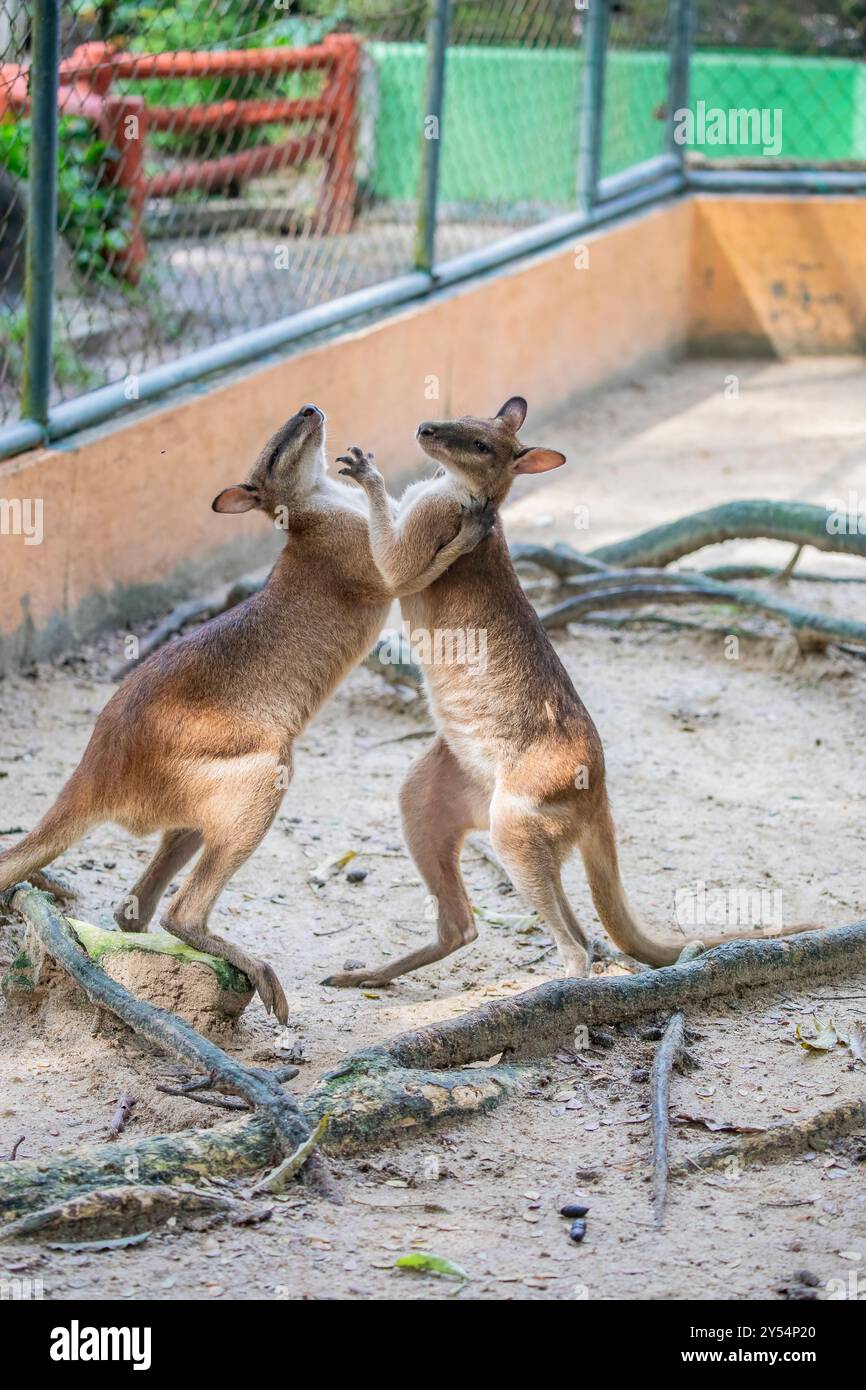 Agile species hi-res stock photography and images - Alamy
