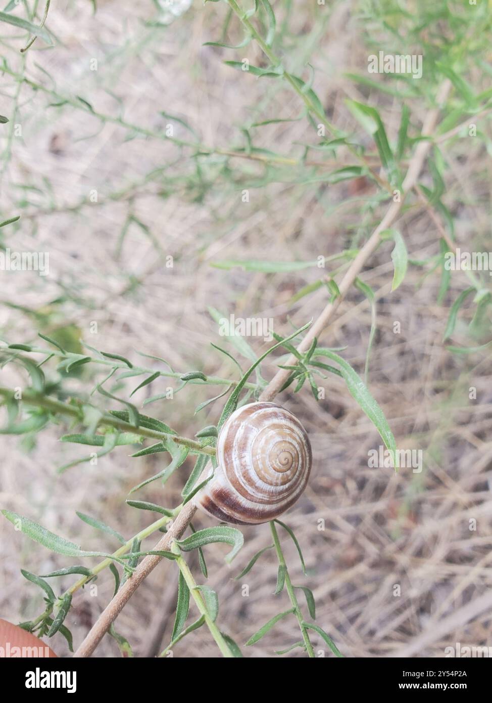 Milk Snail (Otala lactea) Mollusca Stock Photo - Alamy