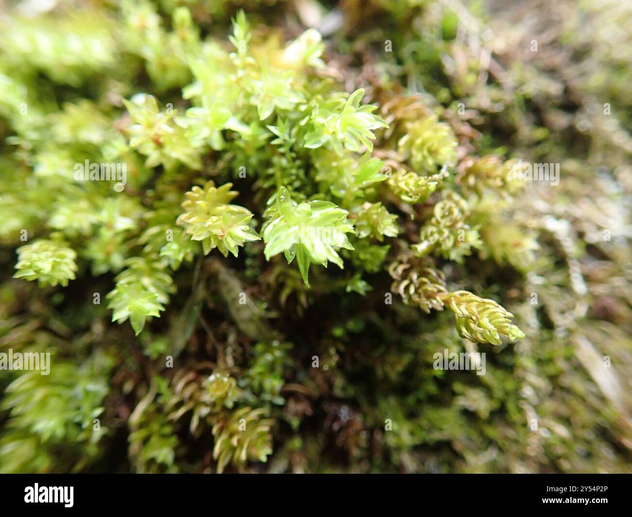 Large Hair Moss (Oligotrichum parallelum) Plantae Stock Photo - Alamy