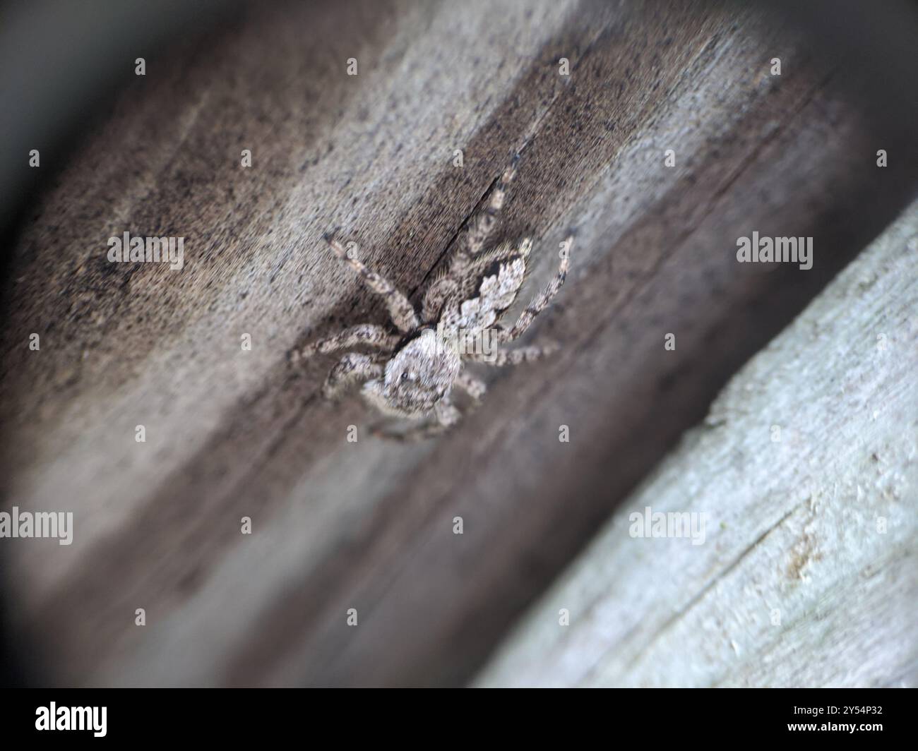 Tan Jumping Spider (Platycryptus undatus) Arachnida Stock Photo - Alamy