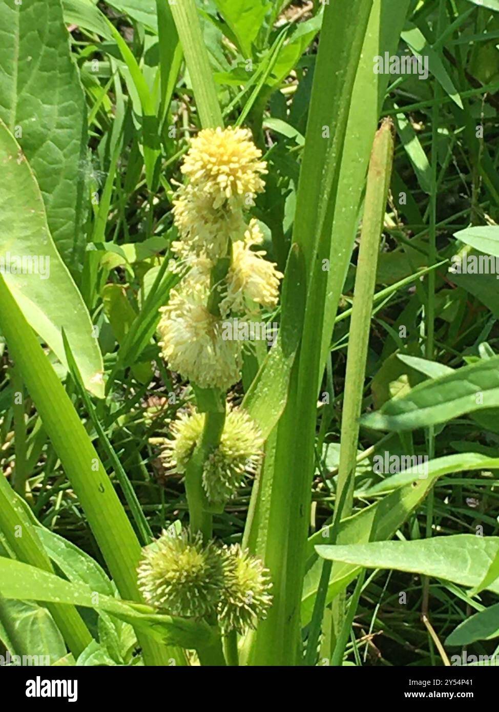 unbranched bur-reed (Sparganium emersum) Plantae Stock Photo - Alamy