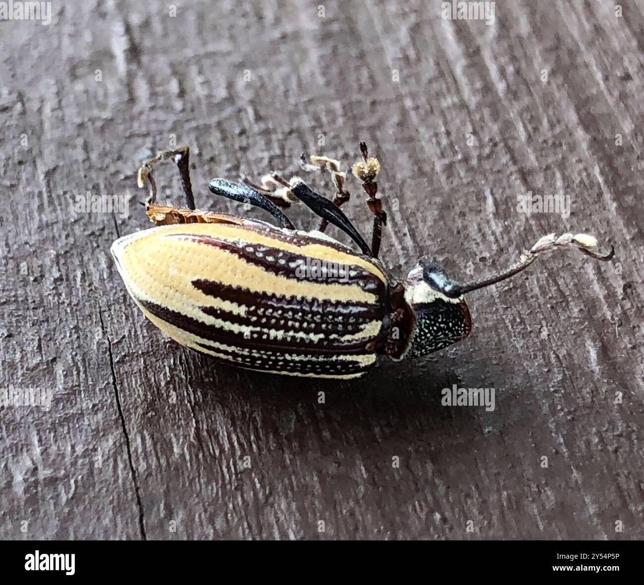 Diaprepes Root Weevil (Diaprepes abbreviatus) Insecta Stock Photo - Alamy