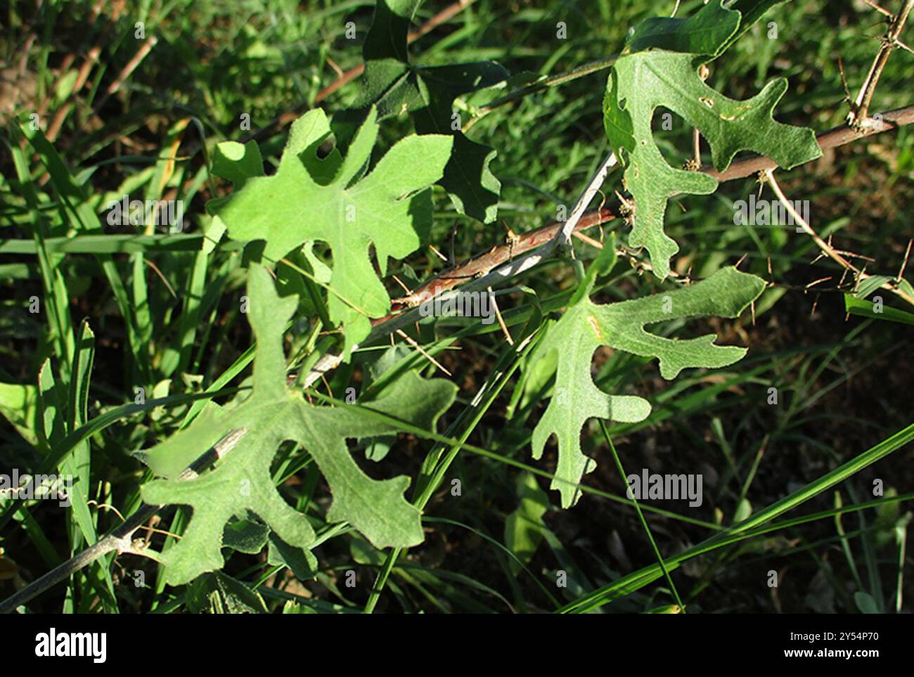 Cucumber Bushpumpkin (Coccinia rehmannii) Plantae Stock Photo - Alamy
