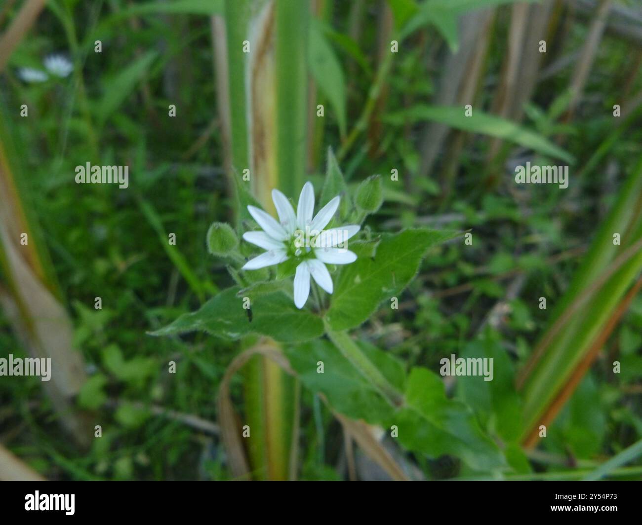 Water Chickweed (Stellaria aquatica) Plantae Stock Photo - Alamy