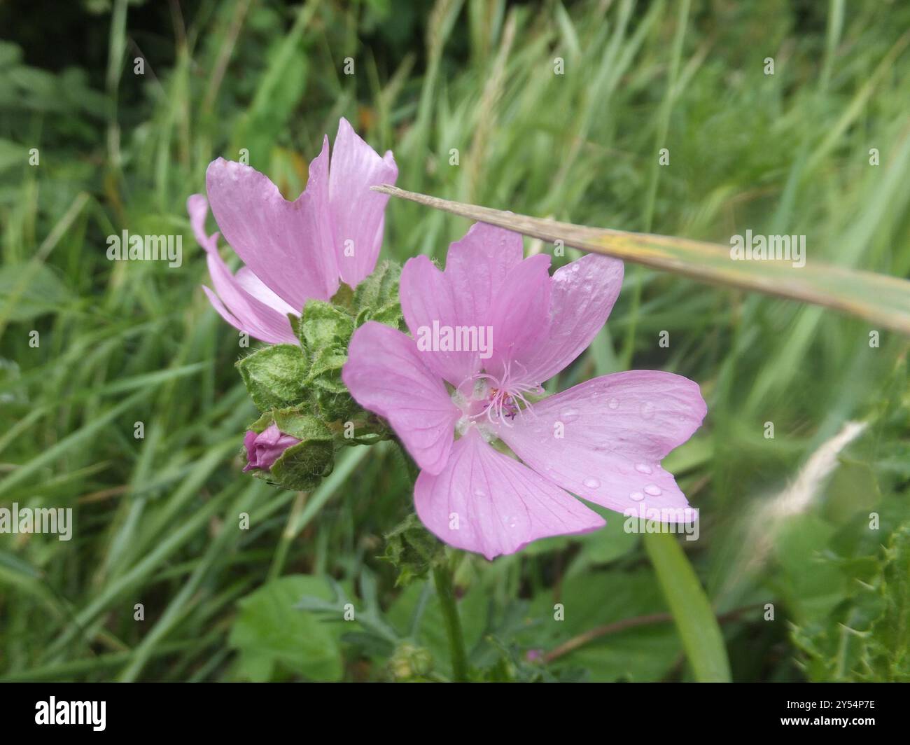 musk mallow (Malva moschata) Plantae Stock Photo - Alamy