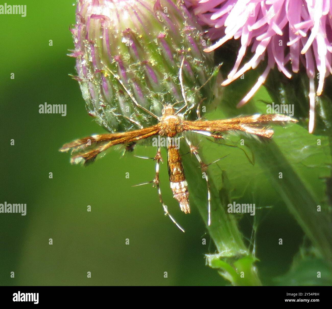 Himmelman's and Busck's Plume Moths (Geina tenuidactylus) Insecta Stock ...