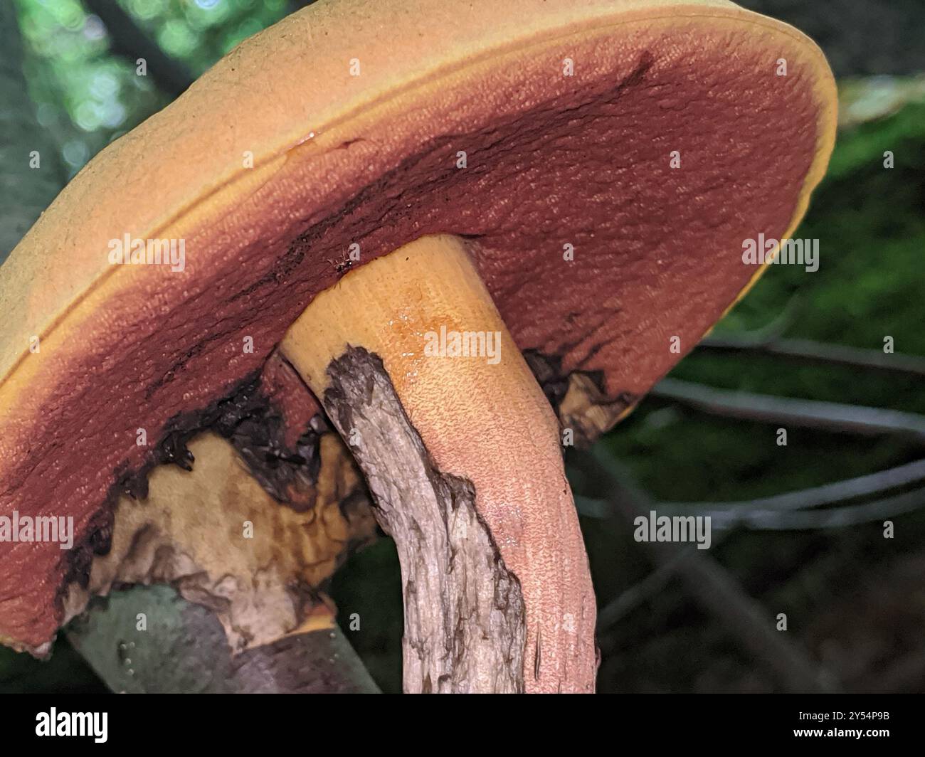 boletes (Boletaceae) Fungi Stock Photo - Alamy